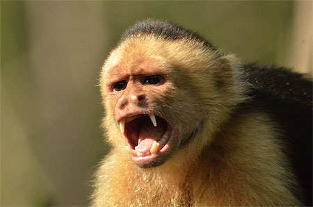 Capucine - JungleKey.fr Image #150